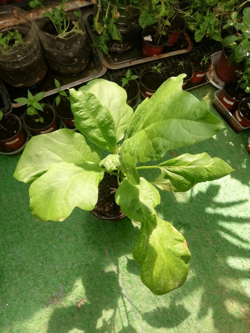 Eggplant talong plants, Furniture & Home Living, Gardening, Plants ...