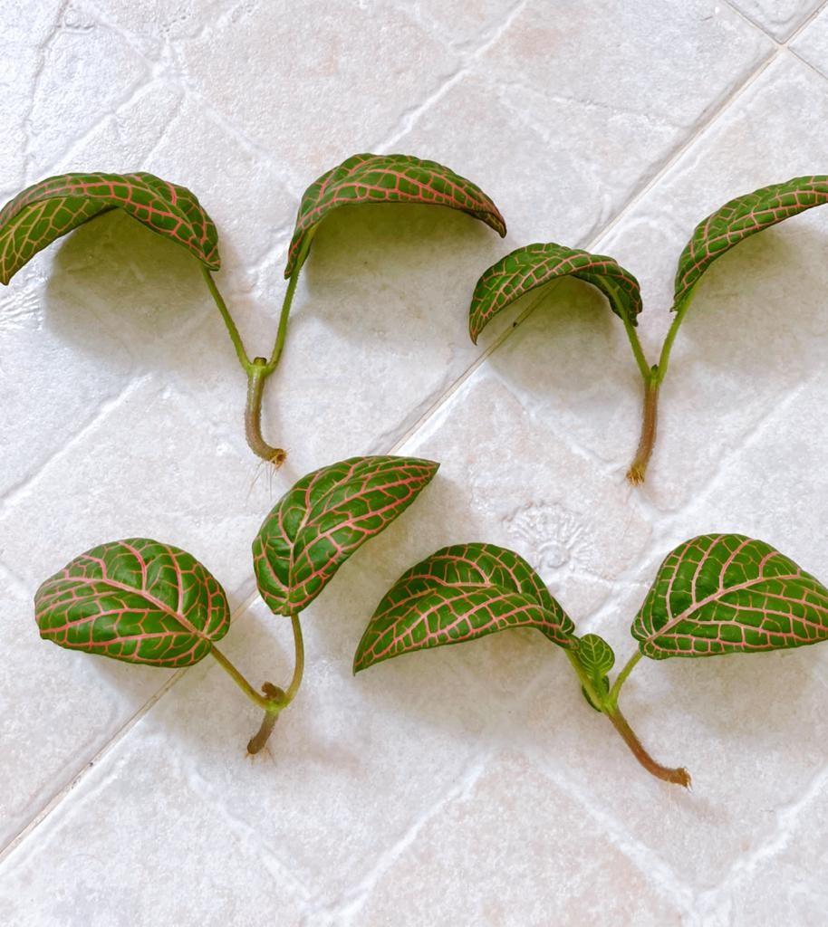 Fittonia Cuttings, Furniture & Home Living, Gardening, Plants & Seeds ...
