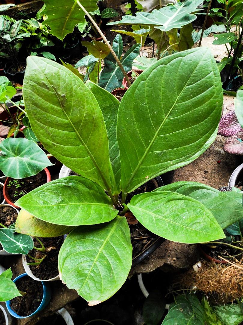 Jenmanii Cardboard Anthurium, Furniture & Home Living, Gardening ...