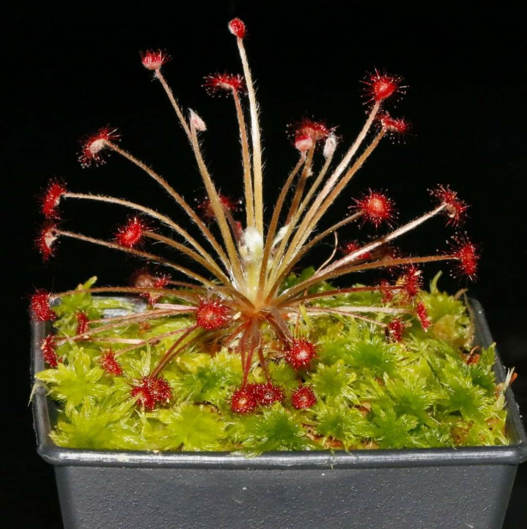 Sundew Drosera Paradoxa, Furniture & Home Living, Gardening, Plants ...