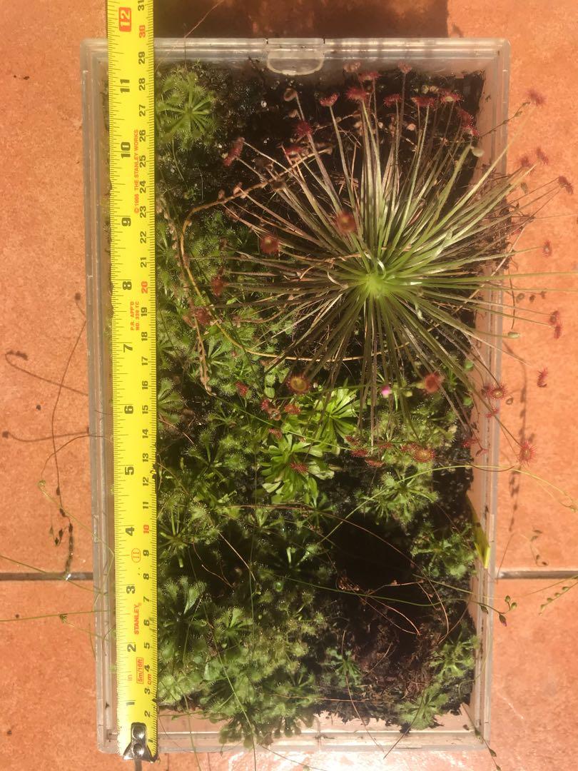 Venus Fly Trap and Sundews, Furniture & Home Living, Gardening, Plants ...