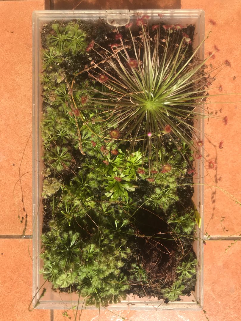 Venus Fly Trap and Sundews, Furniture & Home Living, Gardening, Plants ...