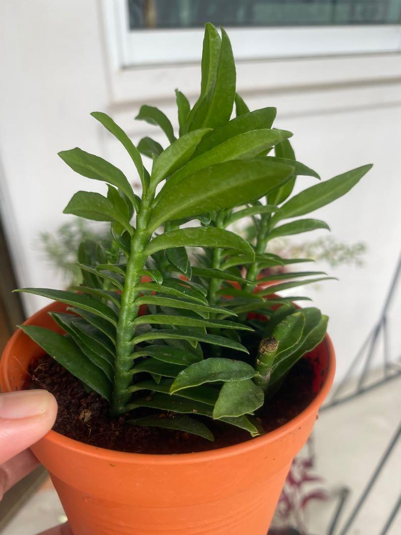 Zigzag Plant (Dwarf Devils Backbone), Furniture & Home Living ...