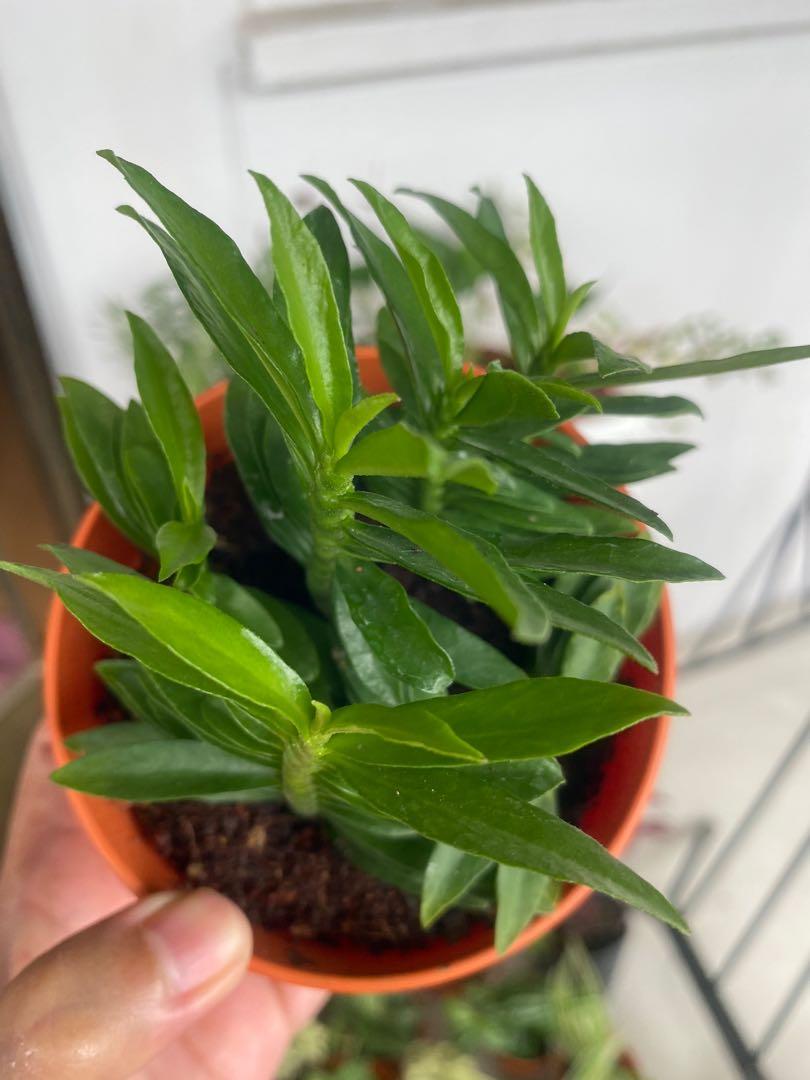 Zigzag Plant (Dwarf Devils Backbone), Furniture & Home Living ...