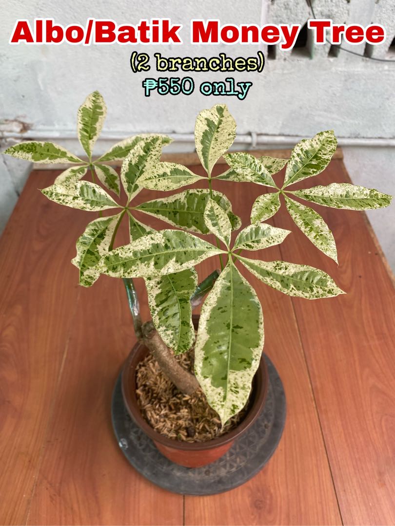 Variegated Albo/Batik Money Tree, Furniture & Home Living, Gardening ...