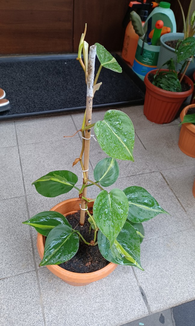 Brazilian Pothos w/pot for sale only p250! Imported.fr Holland ...