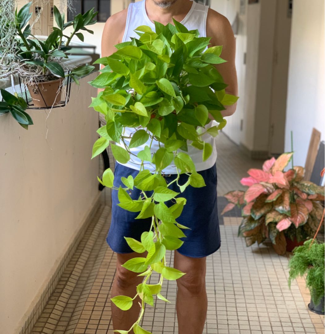 Lime green pothos money plant, Furniture & Home Living, Gardening ...