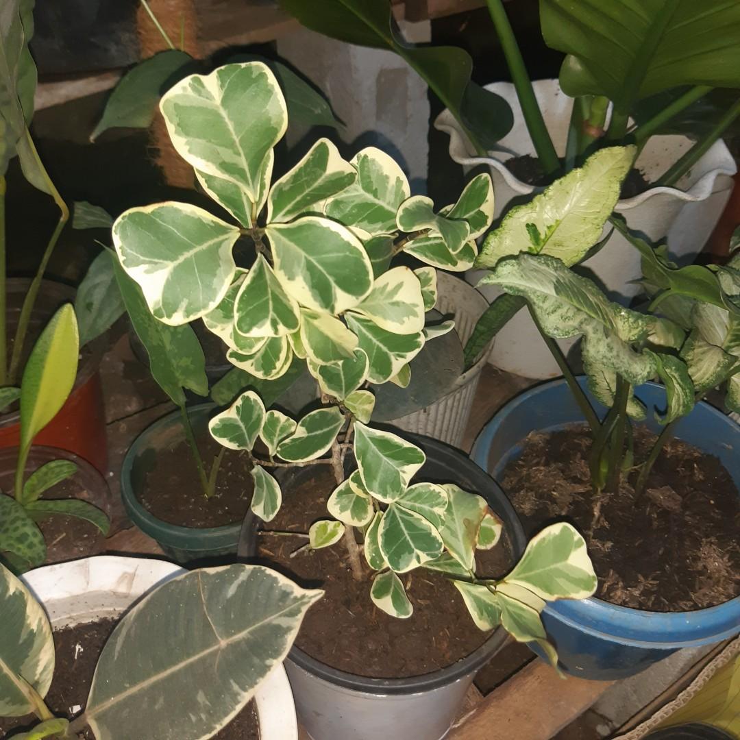 Assorted plants, Furniture & Home Living, Gardening, Plants & Seeds on ...