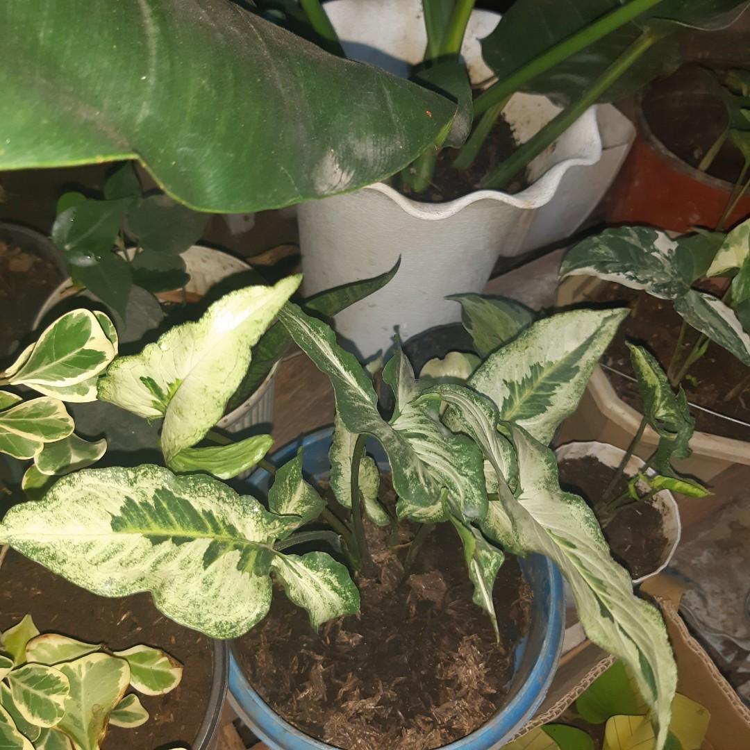 Assorted plants, Furniture & Home Living, Gardening, Plants & Seeds on ...