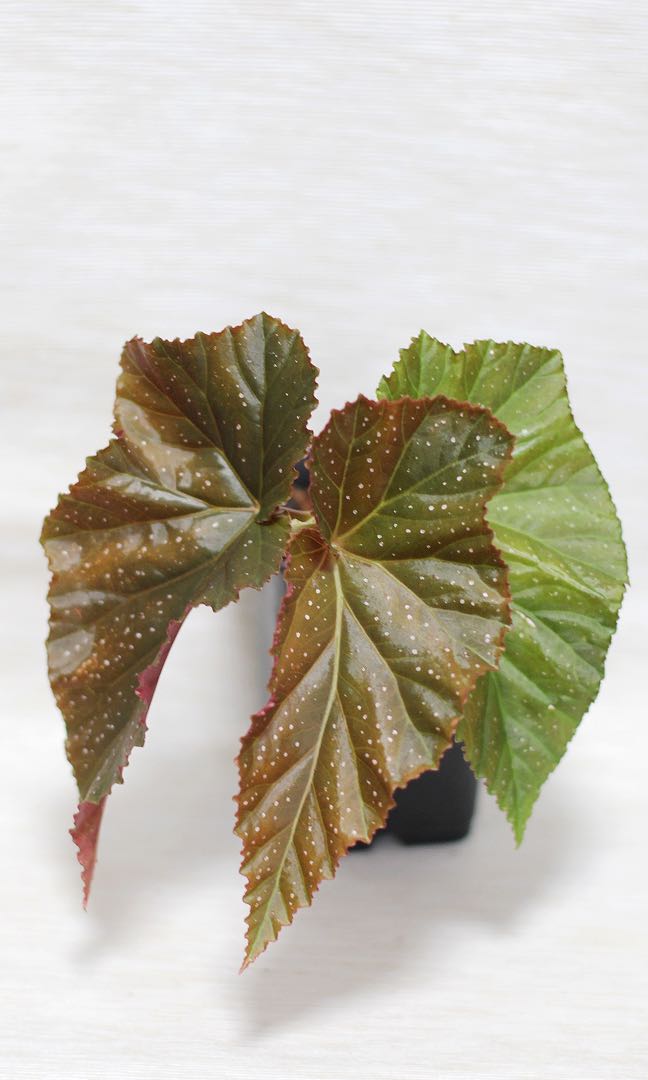 Begonia Carolina de Lucerna, Furniture & Home Living, Gardening, Plants ...