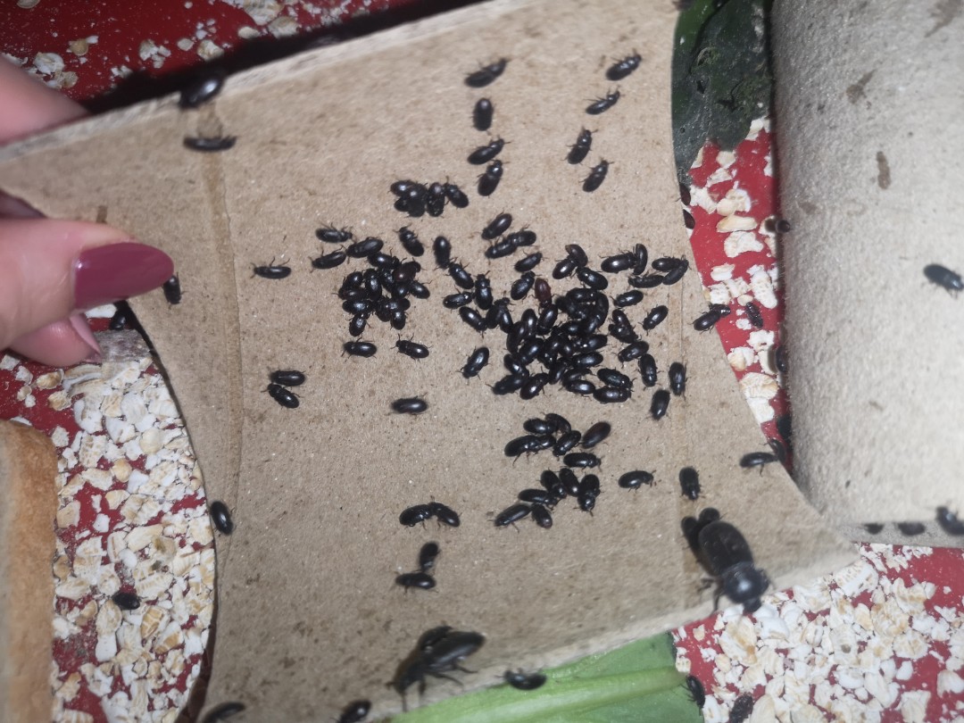 Live Buffalo Beetle / Mealworm / Buffalo worms (aka small mealworms ...