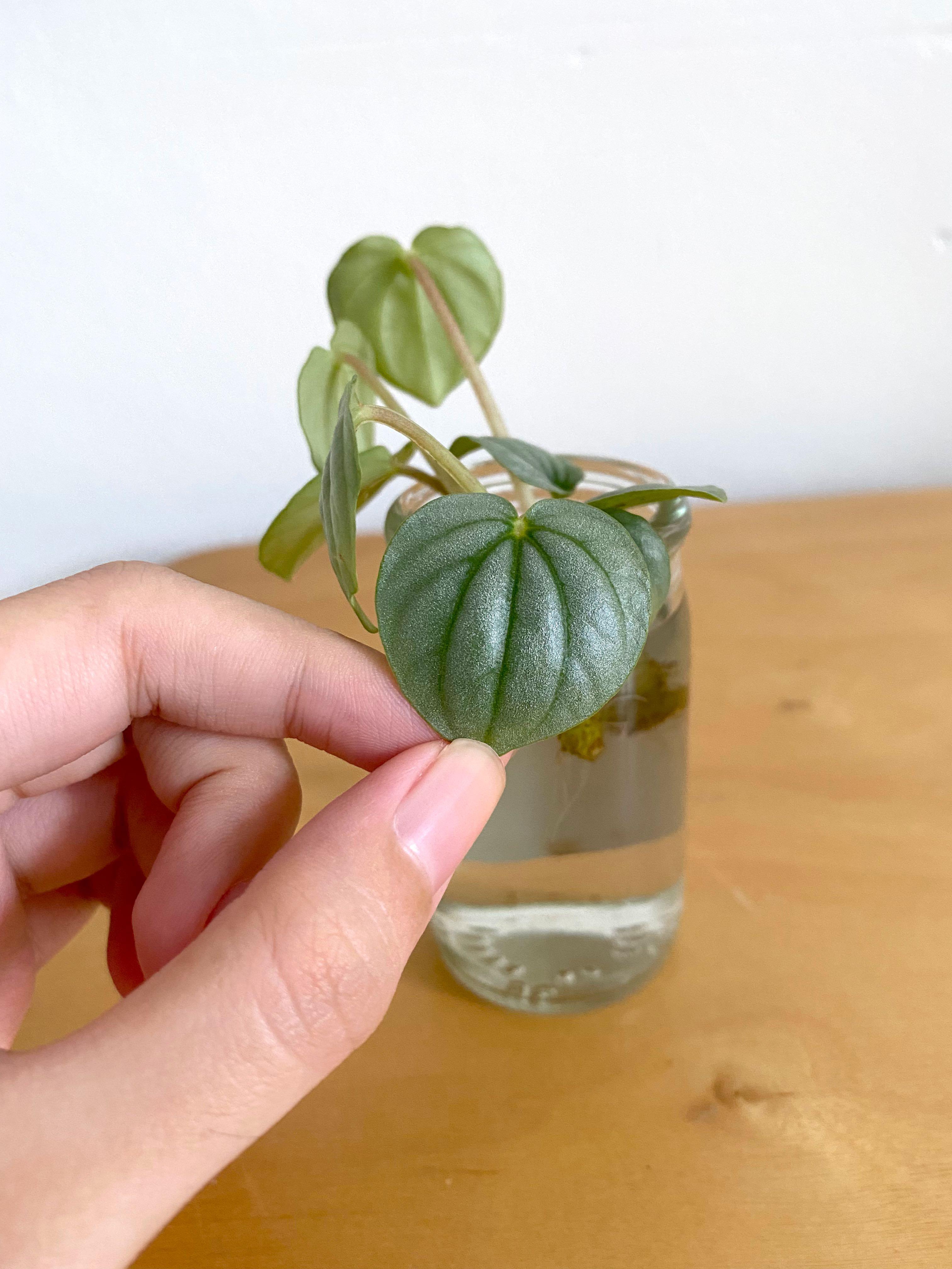 Peperomia caperata moonlight / frost indoor plant, Furniture & Home ...
