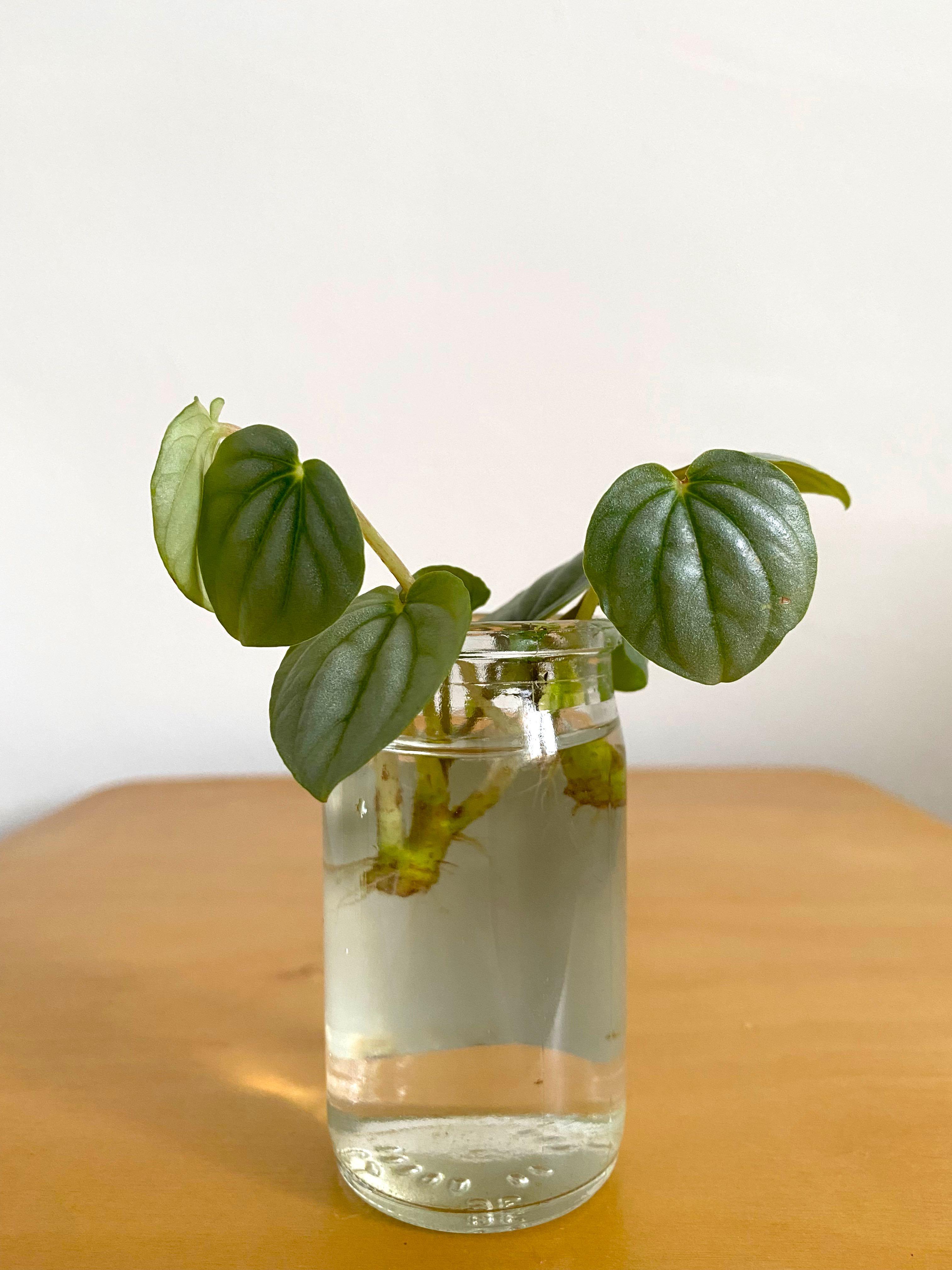 Peperomia caperata moonlight / frost indoor plant, Furniture & Home ...