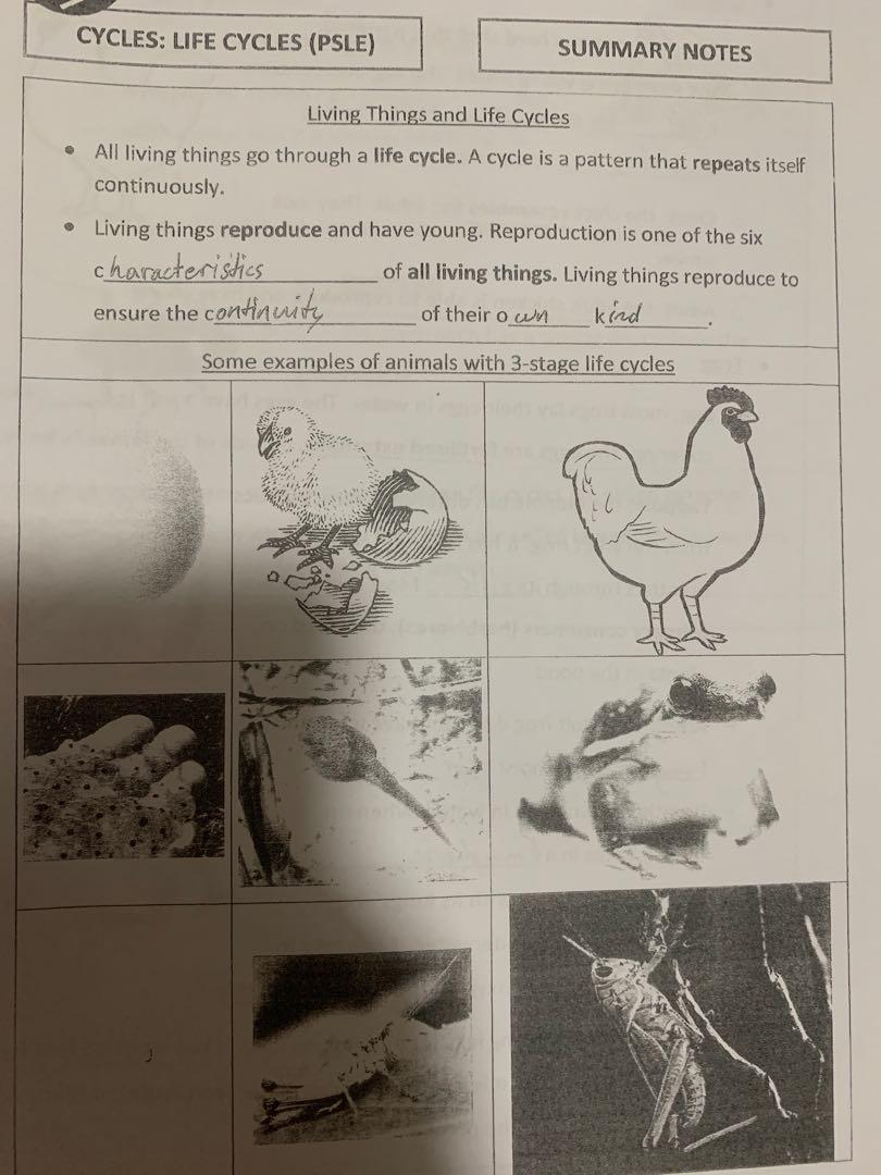 PSLE science notes CYCLE & Diversity, Hobbies & Toys, Books & Magazines ...