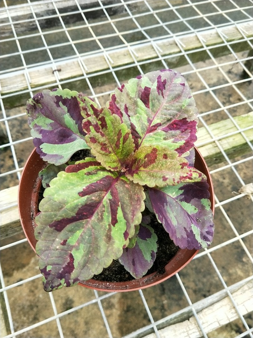 Purple Coleus, Furniture & Home Living, Gardening, Plants & Seeds on ...