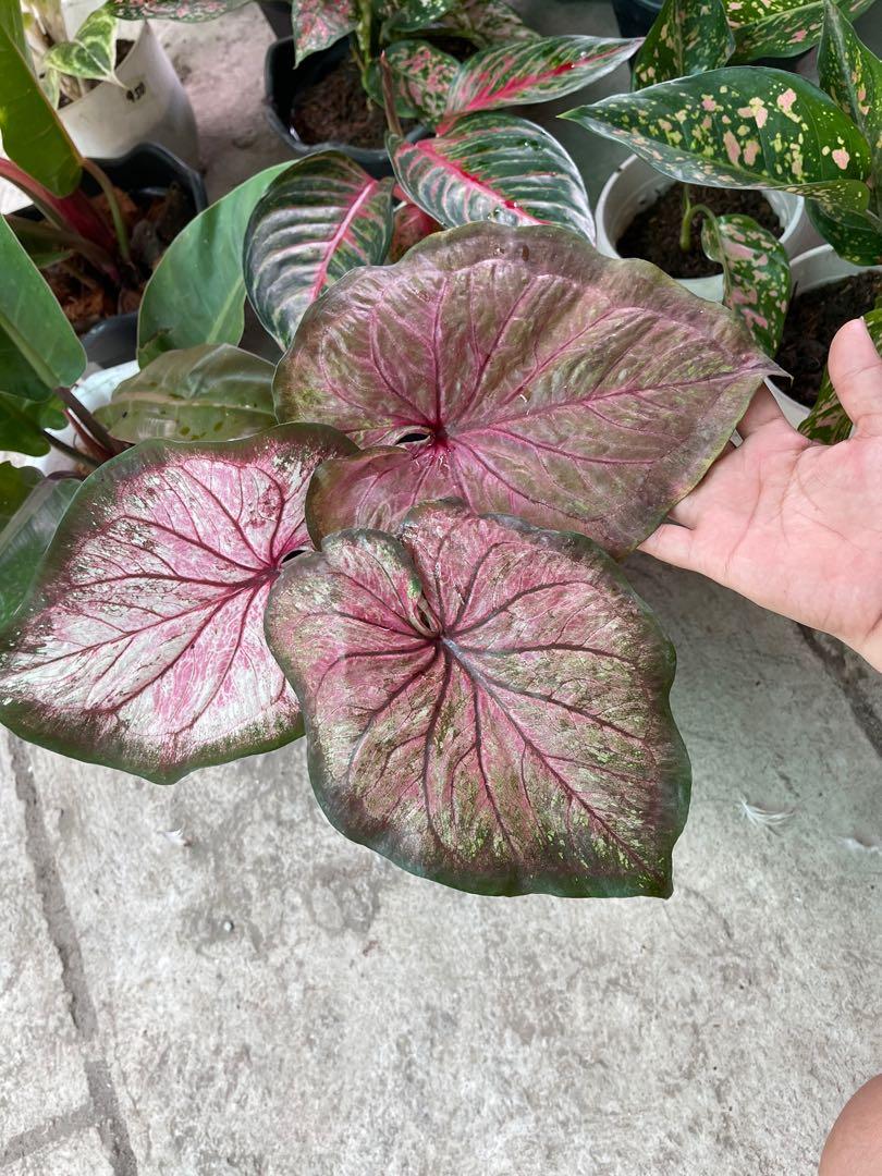 Red emperor caladium, Furniture & Home Living, Gardening, Plants ...