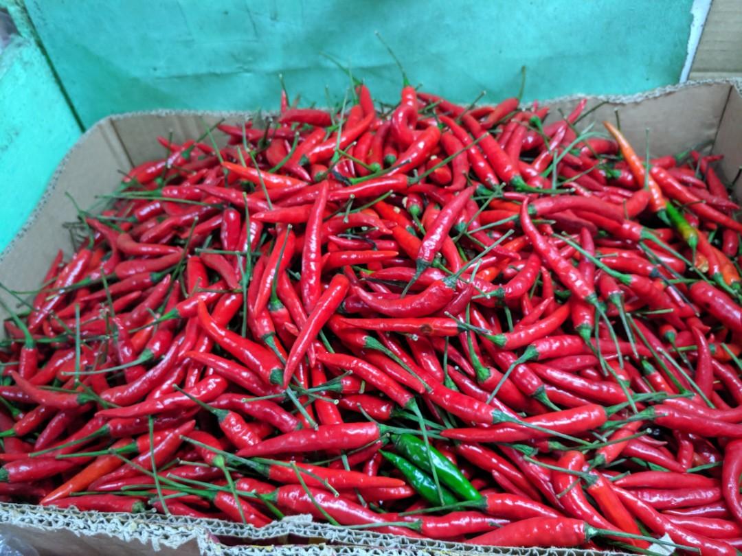 Sili - Siling Labuyo Taiwan (Locally grown), Food & Drinks, Fresh ...