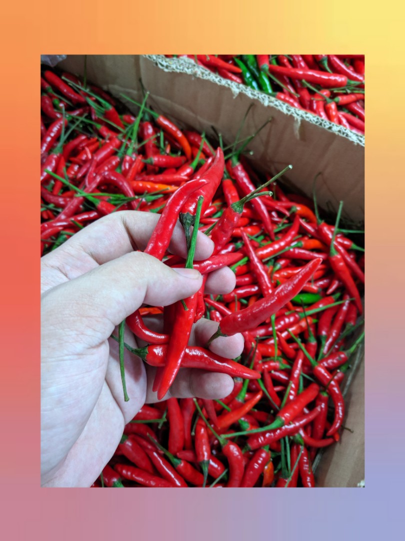 Sili - Siling Labuyo Taiwan (Locally grown), Food & Drinks, Fresh ...