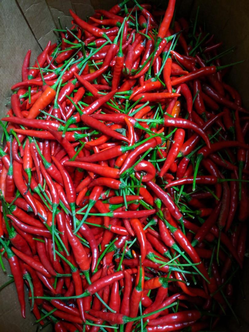 Sili - Siling Labuyo Taiwan (Locally grown), Food & Drinks, Fresh ...