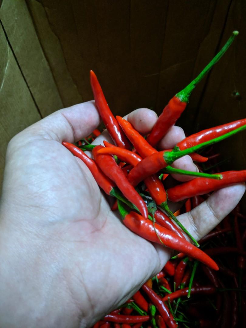 Sili - Siling Labuyo Taiwan (Locally grown), Food & Drinks, Fresh ...