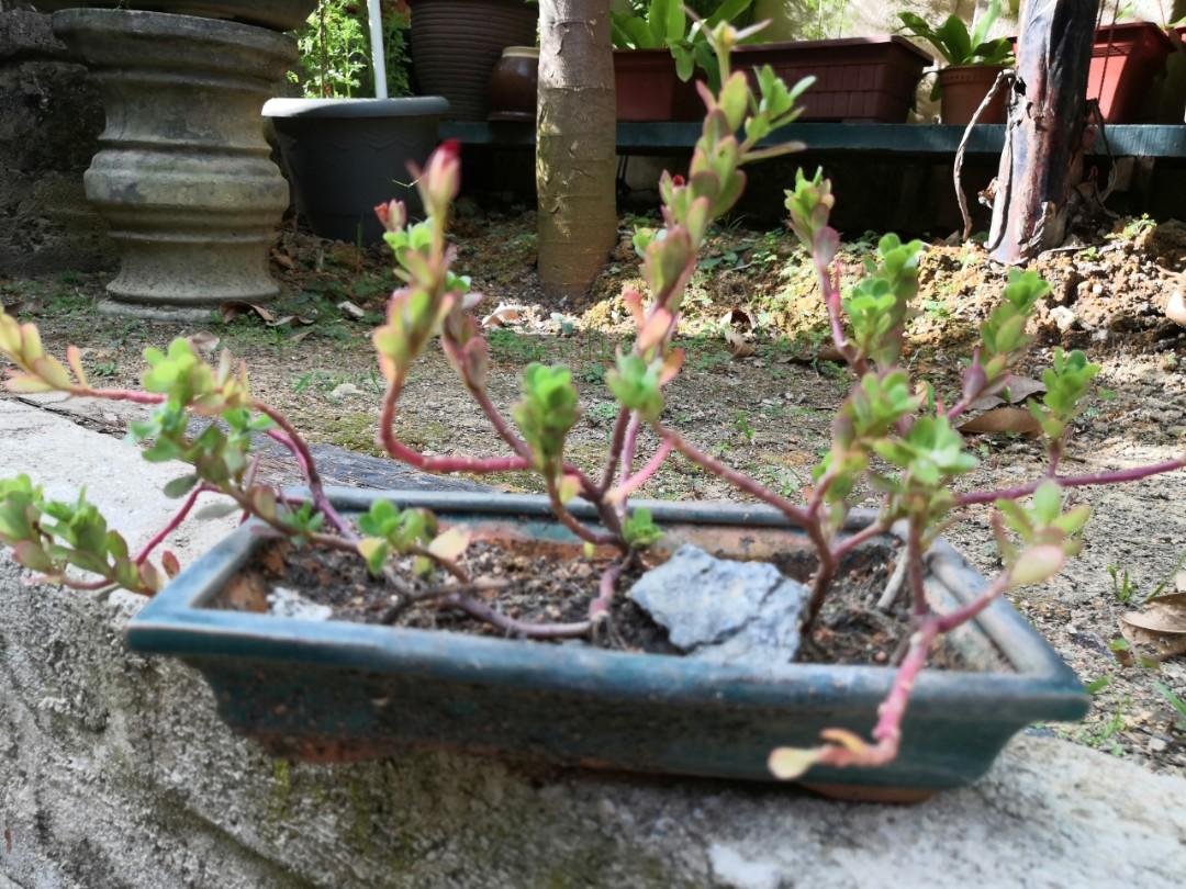 Trianthema monogyna leaves, Furniture & Home Living, Gardening, Pots ...