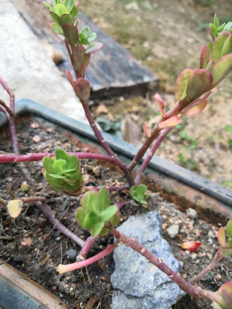 Trianthema monogyna leaves, Furniture & Home Living, Gardening, Pots ...
