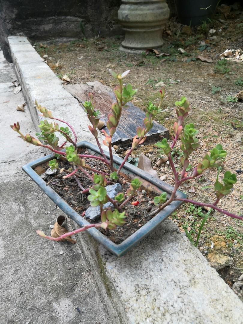 Trianthema monogyna leaves, Furniture & Home Living, Gardening, Pots ...