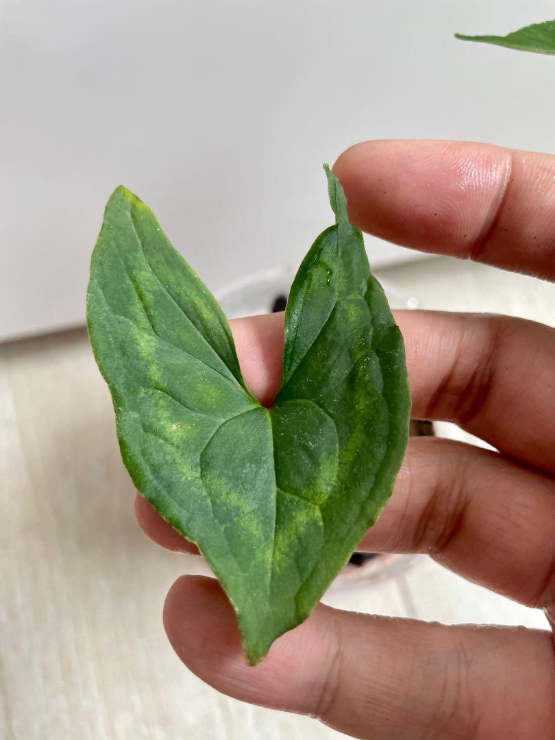 Ulearum donburnsii, Furniture & Home Living, Gardening, Plants & Seeds ...