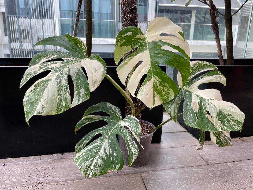 Variegated Monstera Albo Borsigiana, Furniture & Home Living, Gardening ...