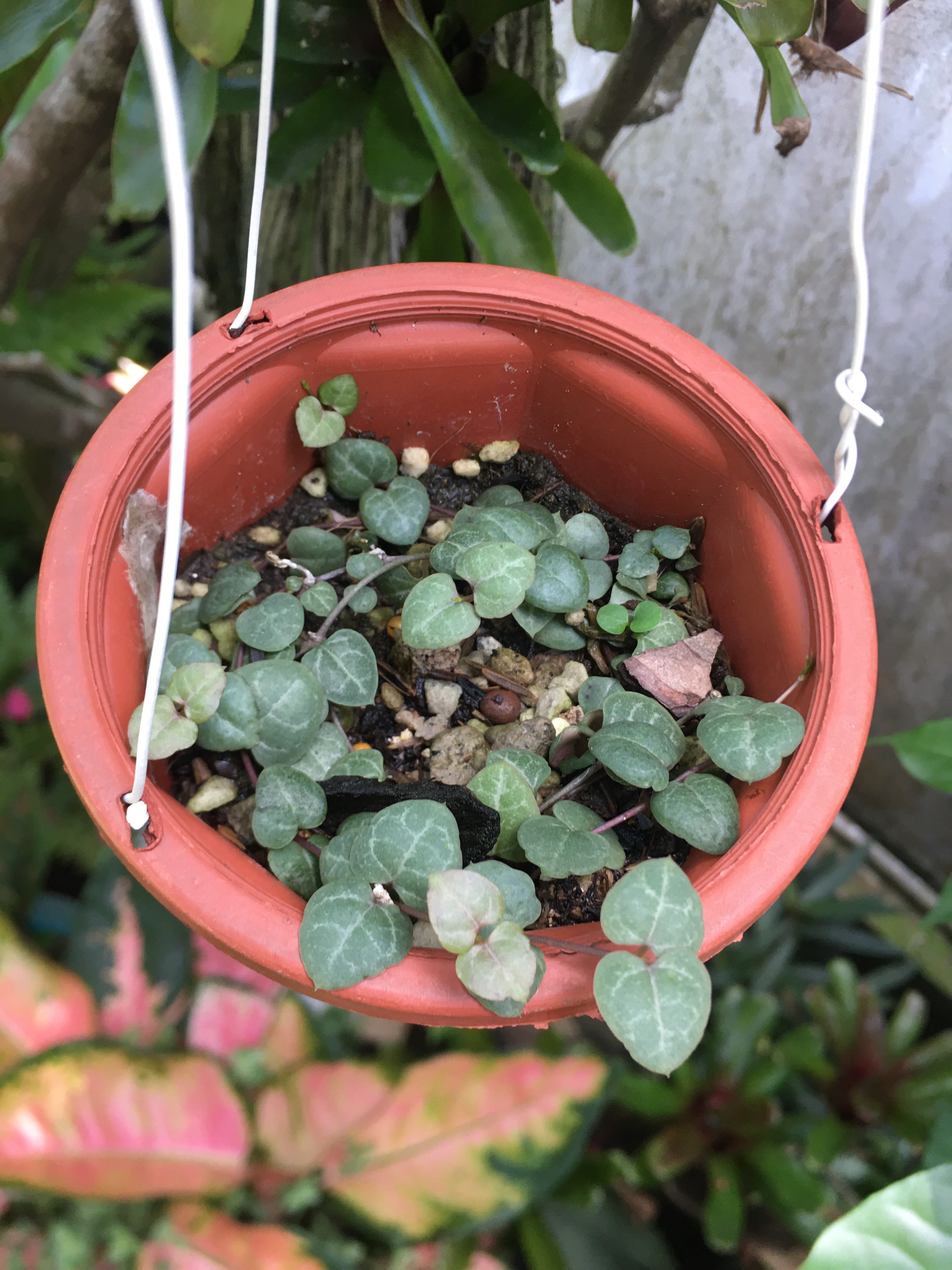 Cute String of Hearts Plant, Furniture & Home Living, Gardening, Plants ...