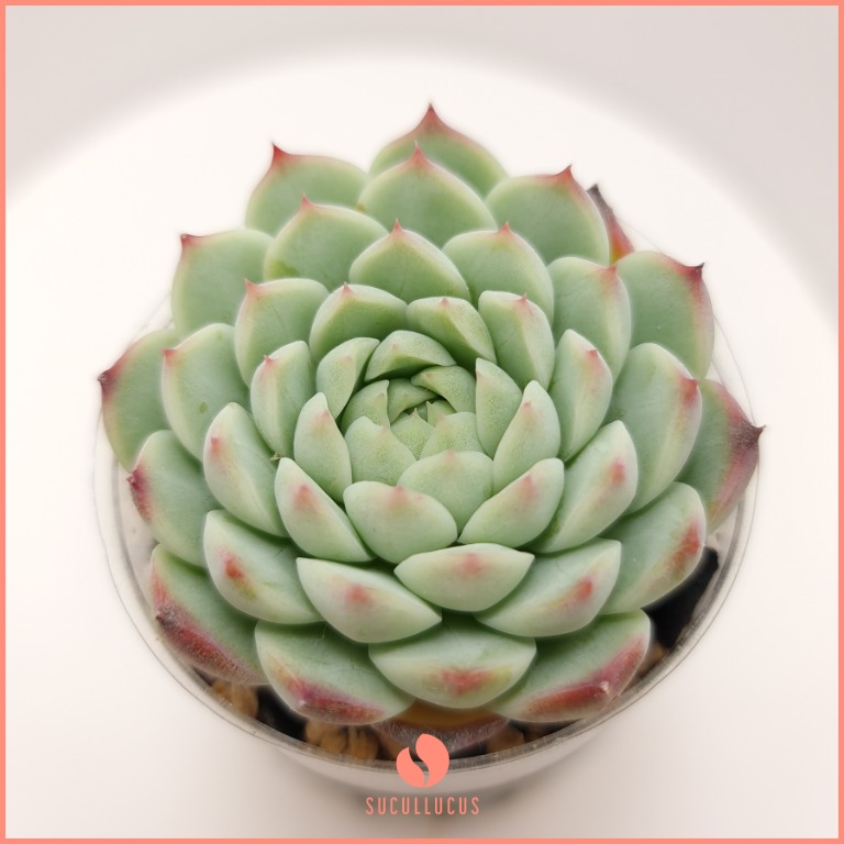 E. Bluestone, Furniture & Home Living, Gardening, Plants & Seeds on ...