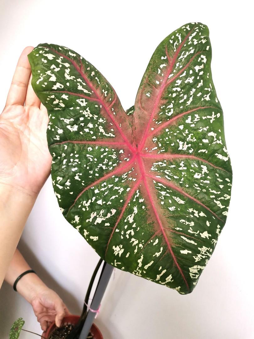 70cm Tall Giant Caladium, Furniture & Home Living, Gardening, Plants ...