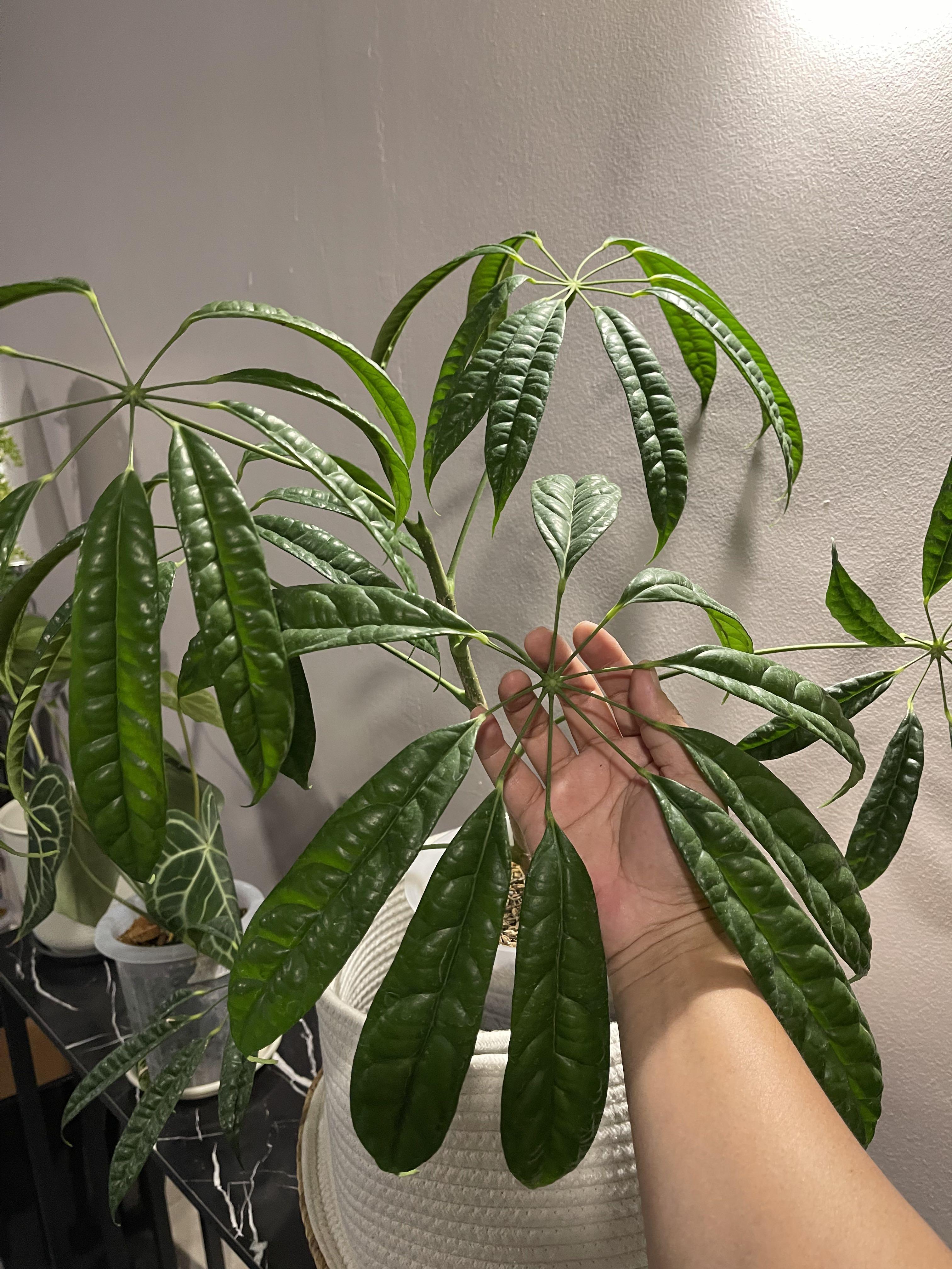 Giant Schefflera Albido-Bracteata healthy and rare with new shoot ...