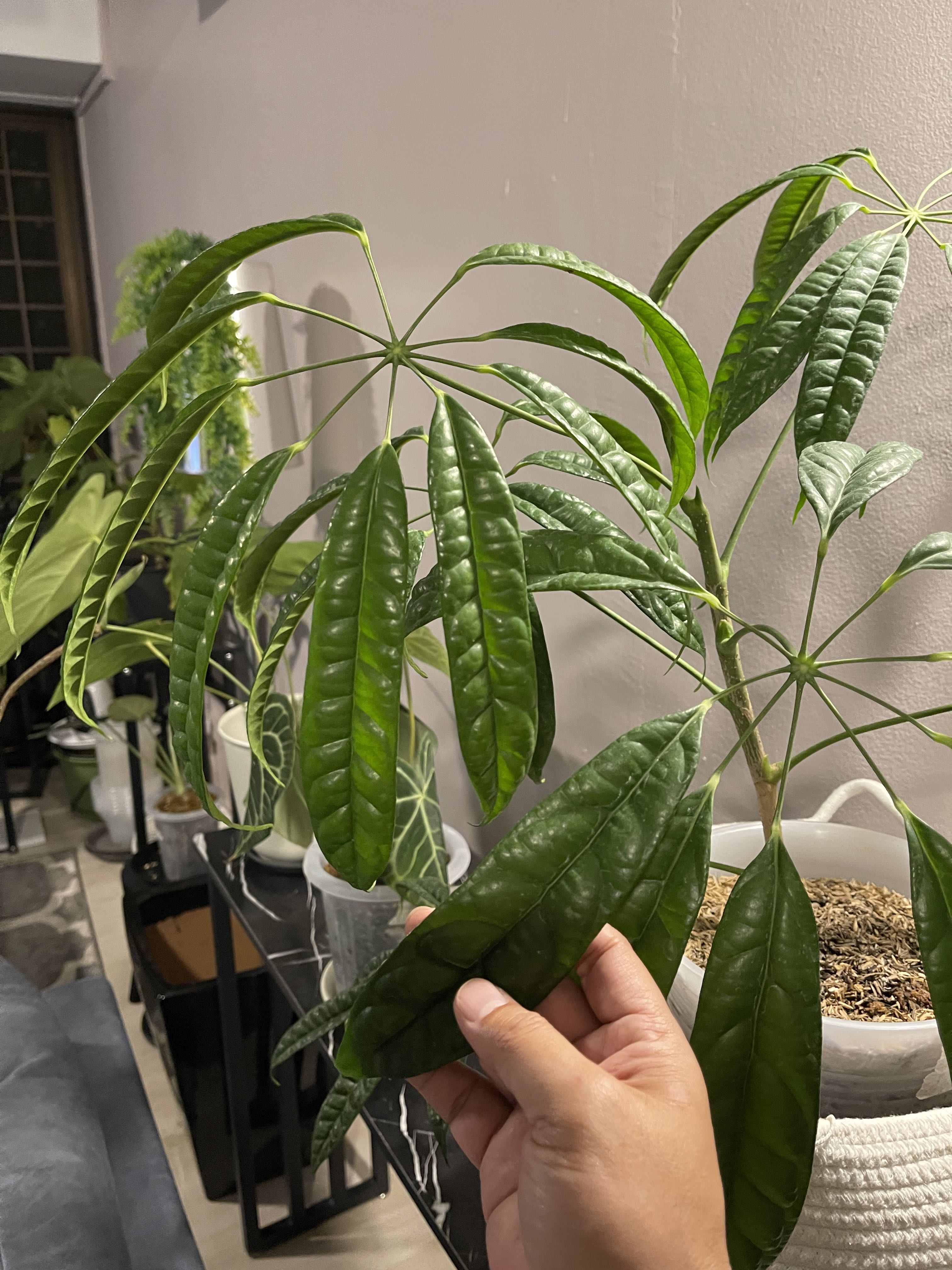 Giant Schefflera Albido-Bracteata healthy and rare with new shoot ...
