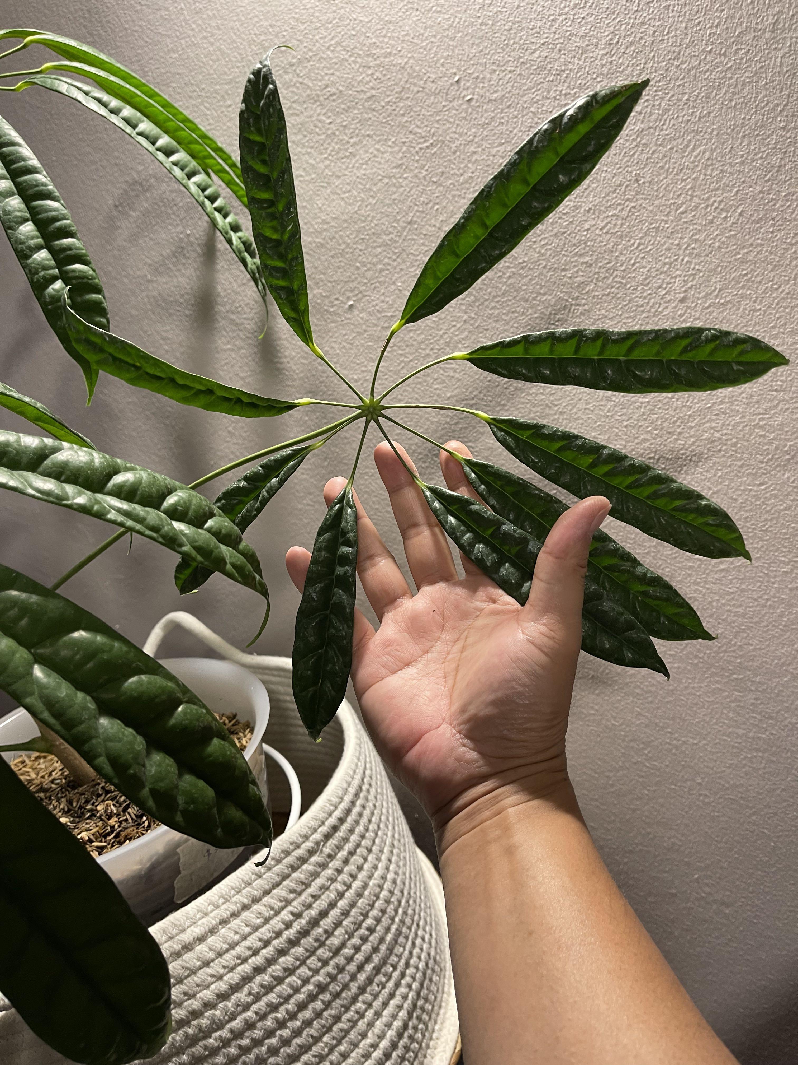 Giant Schefflera Albido-Bracteata healthy and rare with new shoot ...