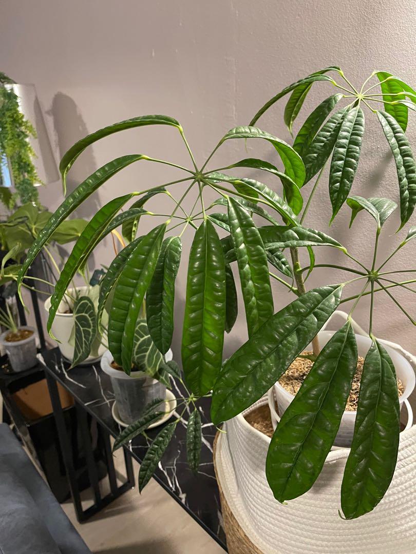 Giant Schefflera Albido-Bracteata healthy and rare with new shoot ...