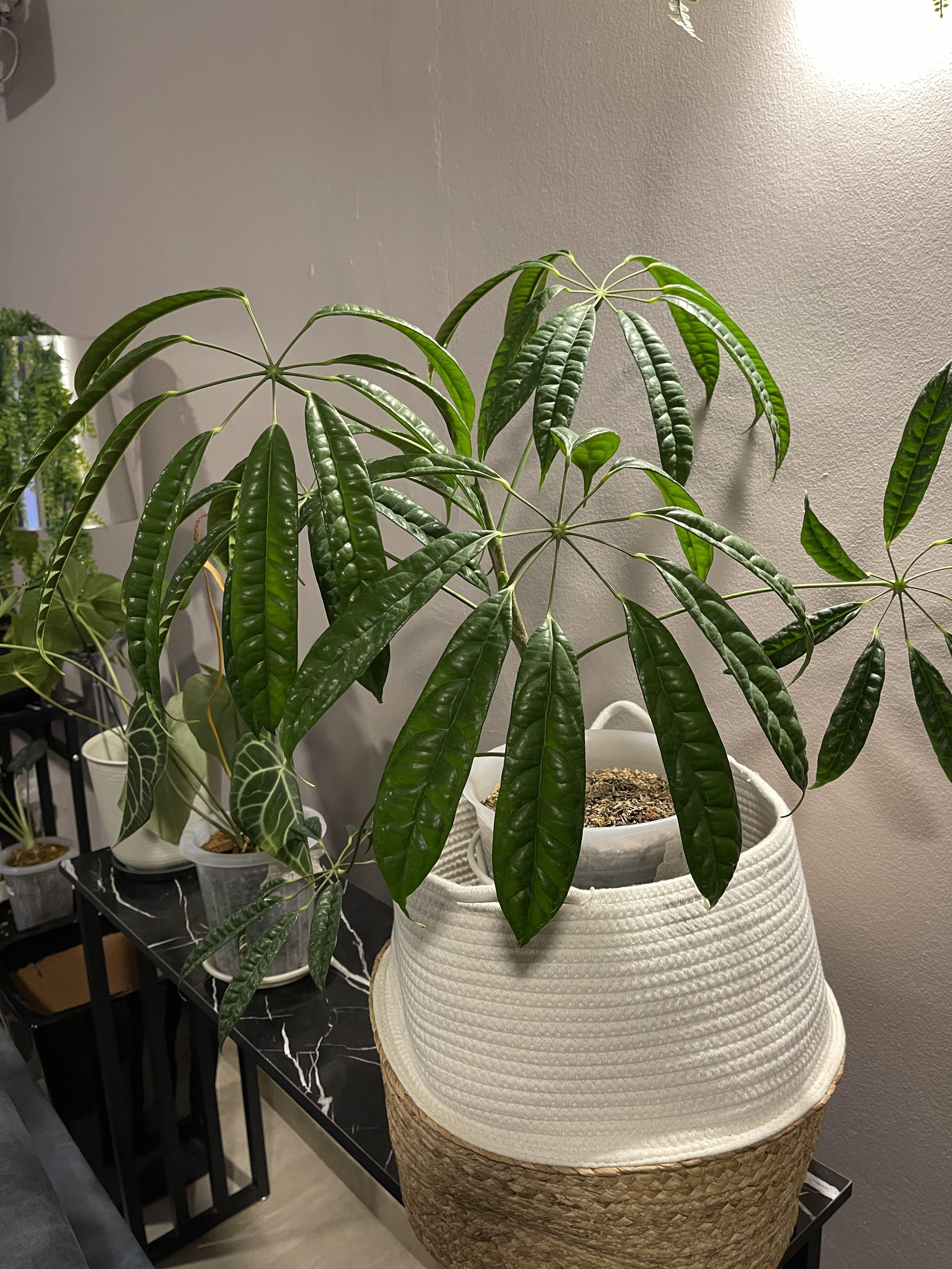 Giant Schefflera Albido-Bracteata healthy and rare with new shoot ...