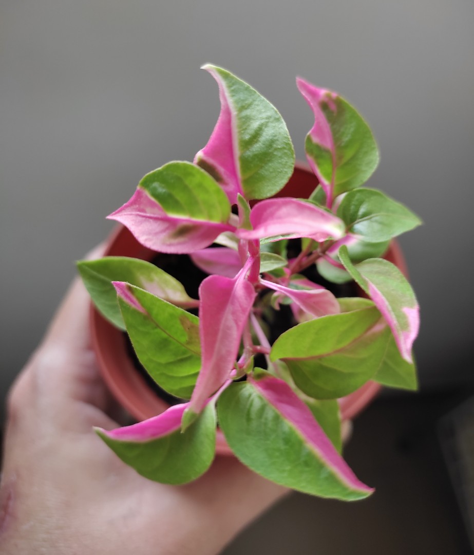 Party Time Plant, Furniture & Home Living, Gardening, Plants & Seeds on ...