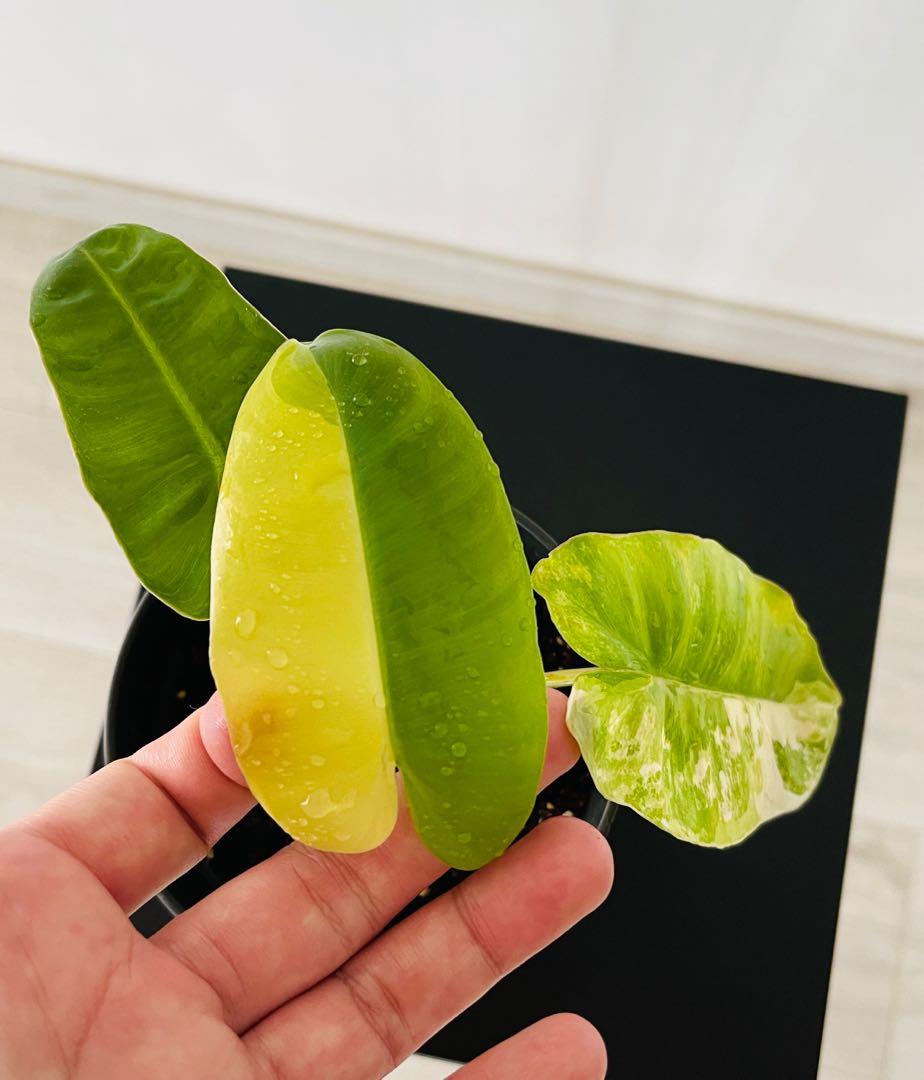 Philo Burle Marx Variegated, Furniture & Home Living, Gardening, Plants ...