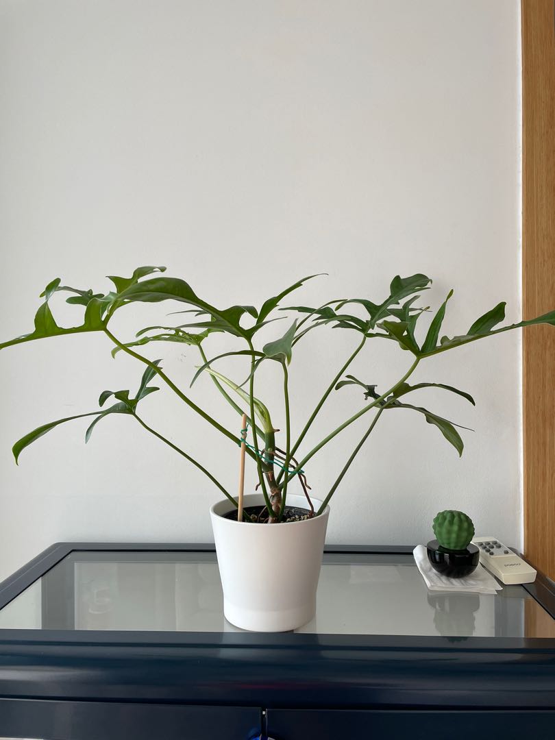 Philodendron Glad Hands / Quercifolium, Furniture & Home Living ...
