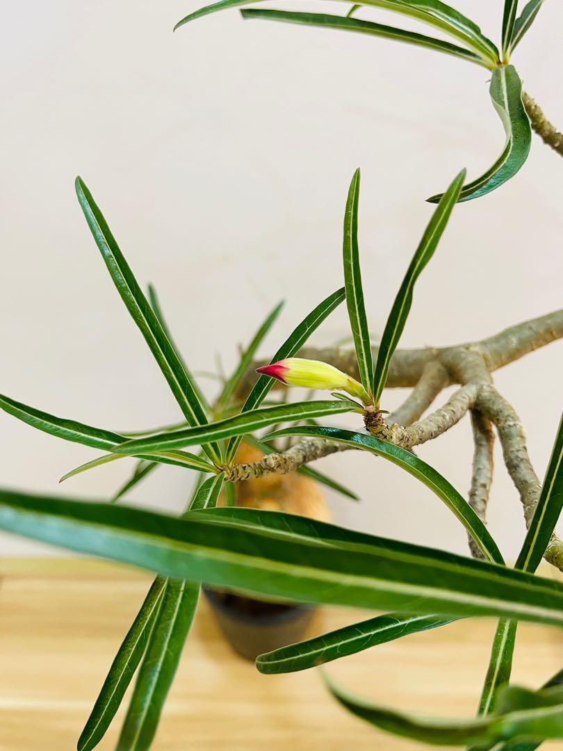 Adenium nova Somalense, Furniture & Home Living, Gardening, Plants ...