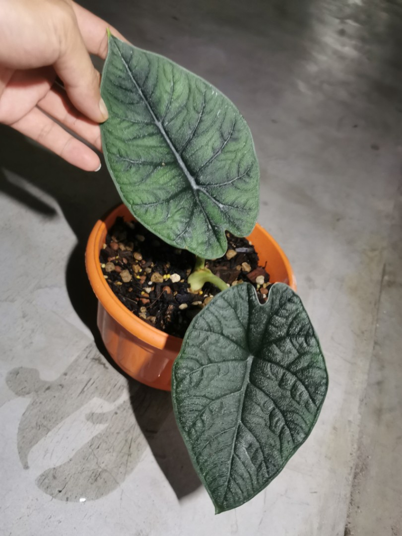 Alocasia Melo dark form big leaves, Furniture & Home Living, Gardening ...