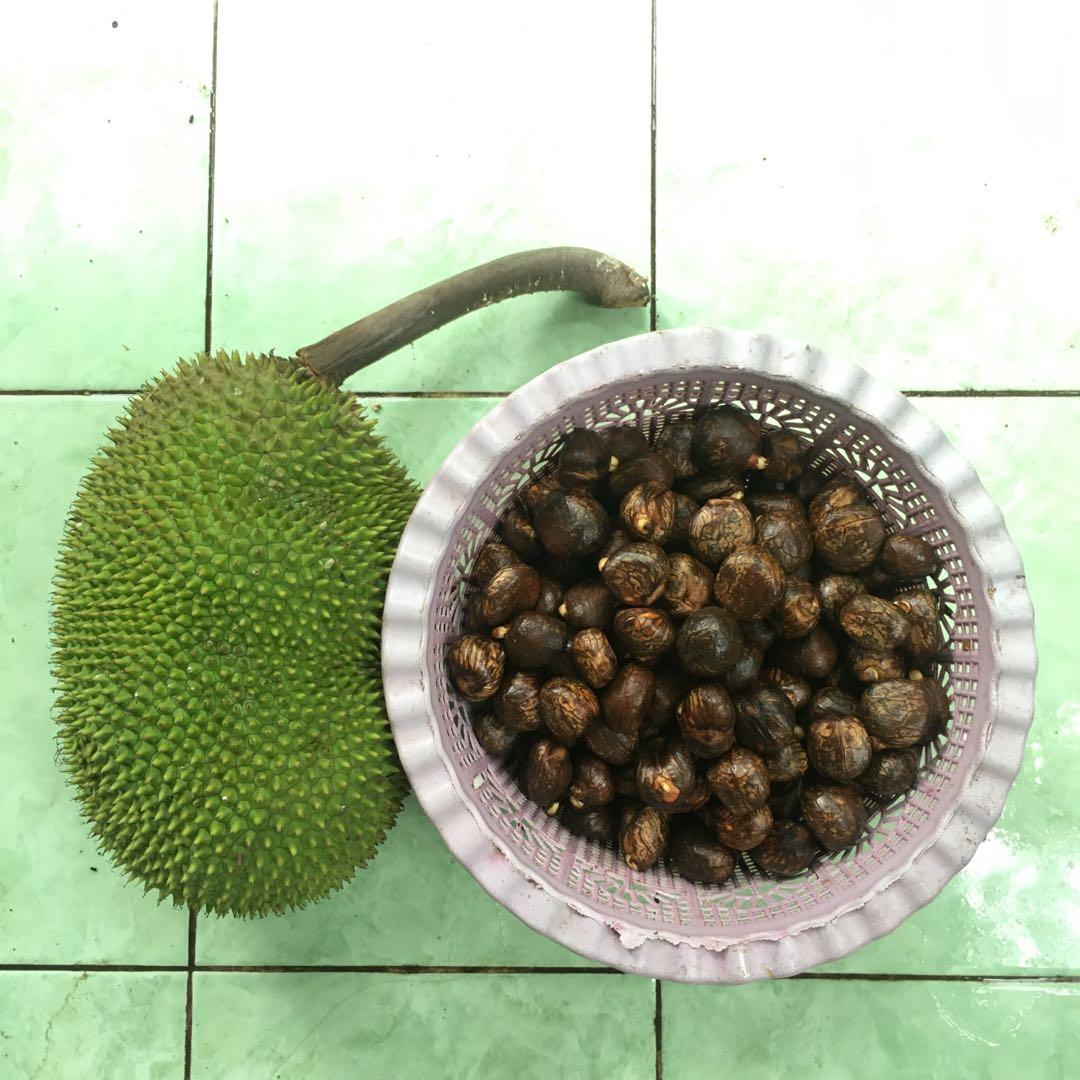 Biji Buah Kluwih 500 gram, Perkebunan di Carousell