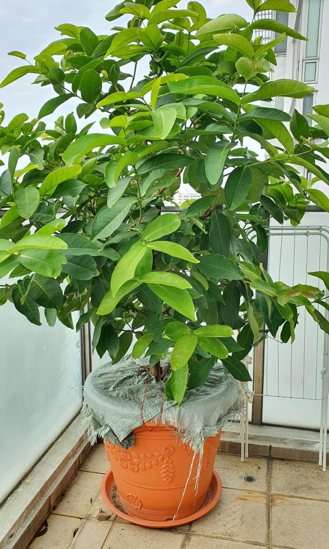 Large Jambu Tree (wax apple) for sale. healthy and 7 feet tall in large ...