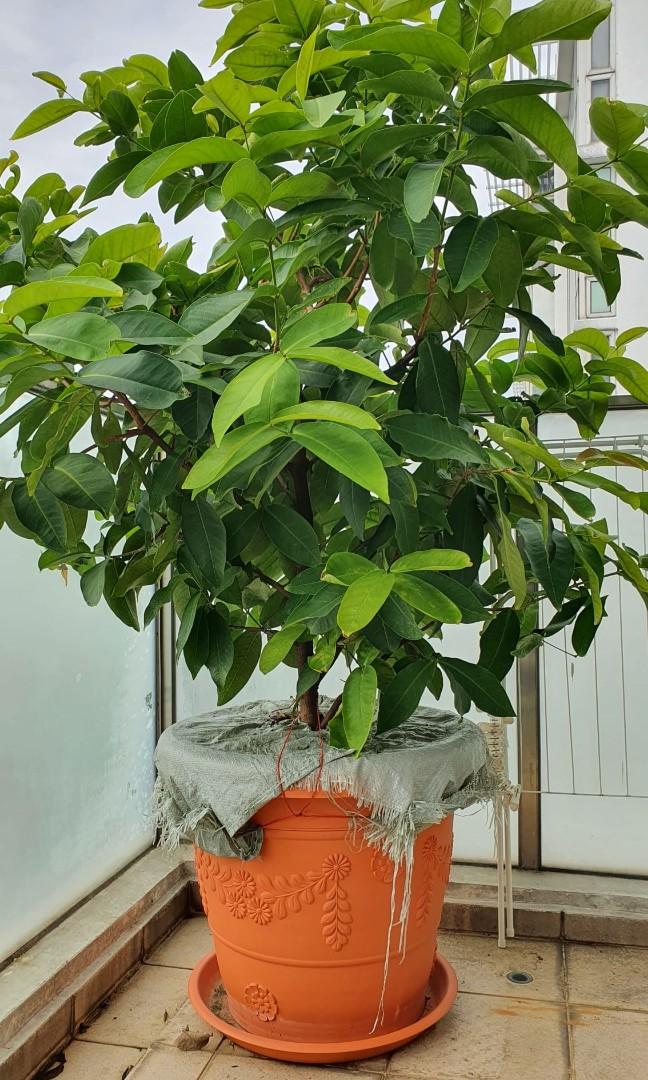 Large Jambu Tree (wax apple) for sale. healthy and 7 feet tall in large ...
