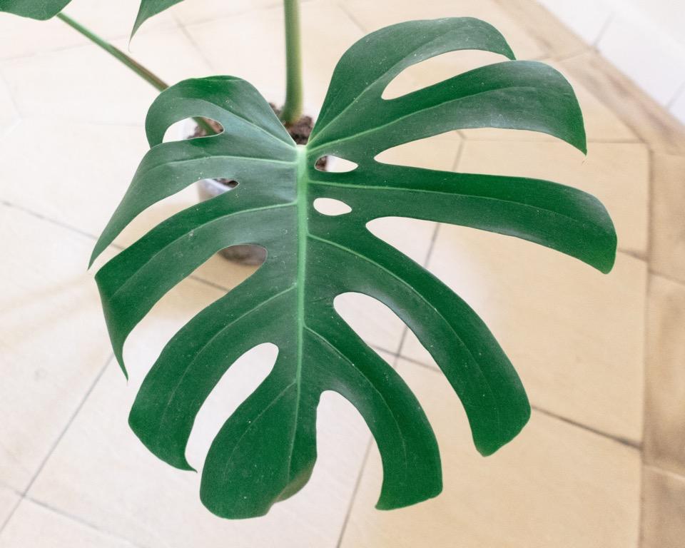 Monstera Brazilian Form (Brazil), Furniture & Home Living, Gardening ...