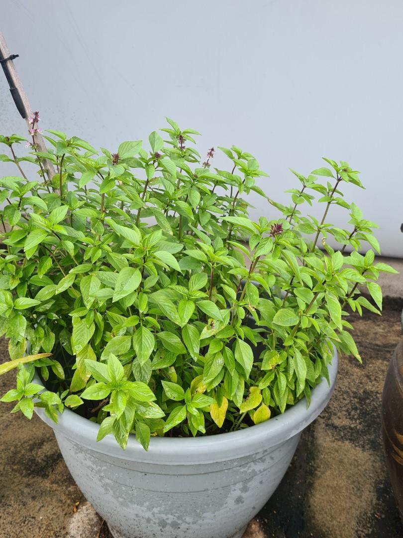 Organic Thai Basil Young Plants, Furniture & Home Living, Gardening ...