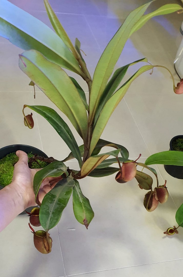 Ampullaria red with candy stripe pitcher plant, Furniture & Home Living ...