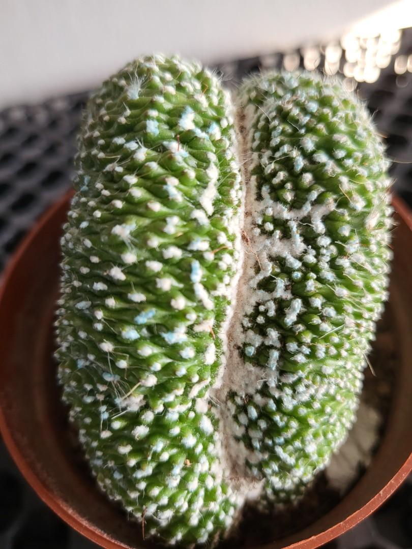 Burger Donut look alike Cactus Plant in plastic plant pot succulent ...