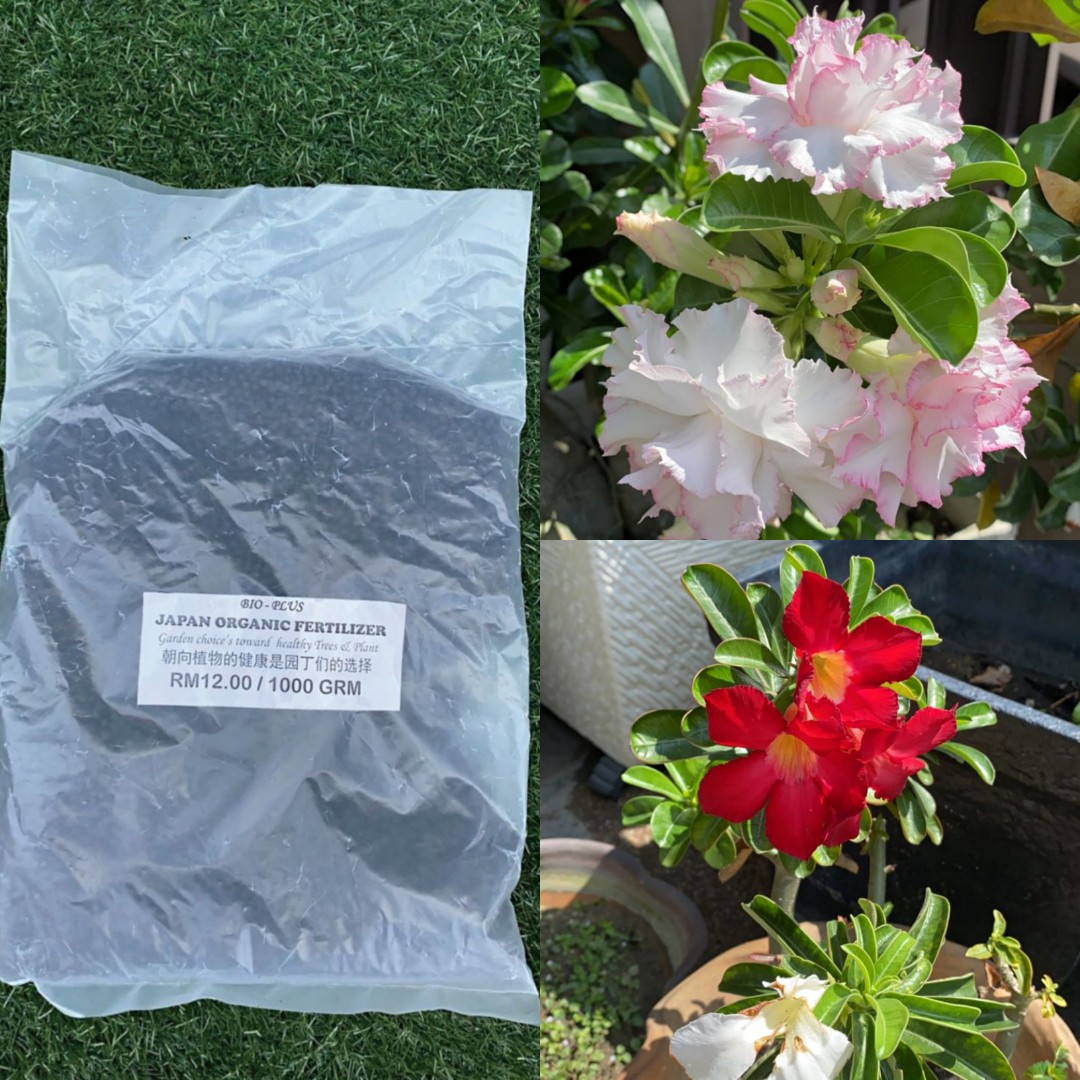 [1 KG] JAPAN BIO-PLUS ORGANIC FERTILIZER, Furniture & Home Living ...